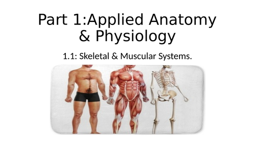 OCR A Level PE - Anatomy and Physiology Year 1 Bundle | Teaching Resources