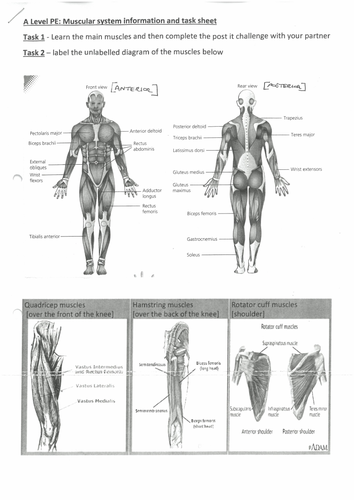OCR A Level PE - Anatomy and Physiology Year 1 Bundle | Teaching Resources