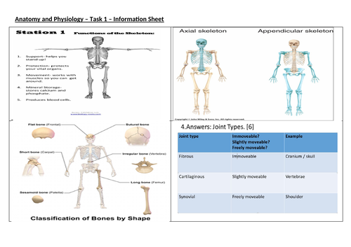 OCR A Level PE - Anatomy and Physiology Year 1 Bundle | Teaching Resources