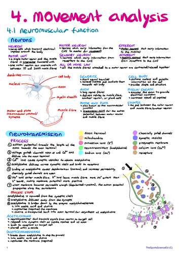 IB SEHS - Revision Notes | Teaching Resources IB SEHS - Revision Notes | Teaching Resources