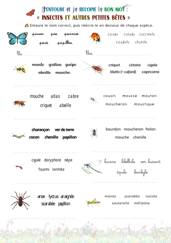 [French cursive handwriting] Insects and small animals | Teaching Resources