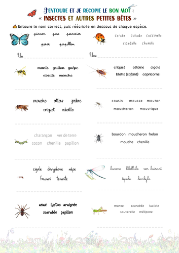 [French cursive handwriting] Insects and small animals | Teaching Resources