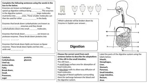KS3 Digestion revision mind map | Teaching Resources
