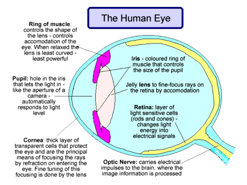 KS3 physics speed of light and how we see, eye structure | Teaching ...