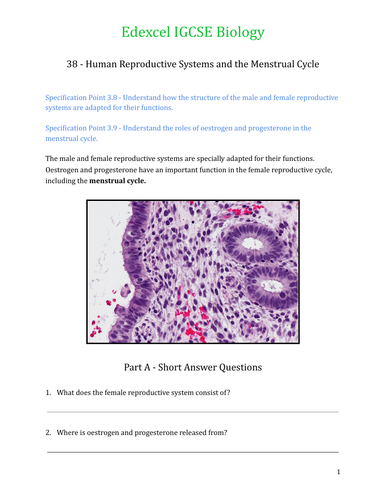 Edexcel IGCSE Biology Worksheet 38 - Human Reproductive Systems and the ...