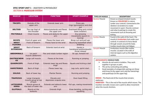 Muscular system revision poster (BTEC level 3) | Teaching Resources