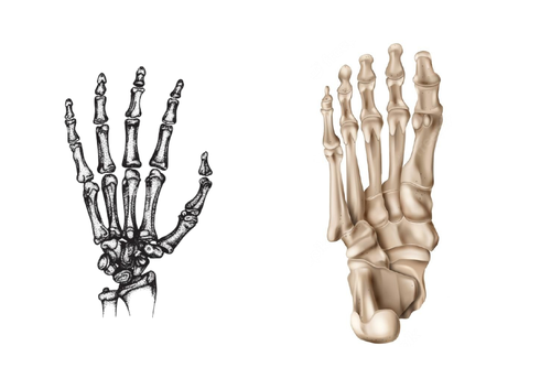 Igcse Pe 1 Aandp Skeleton And Joints Teaching Resources