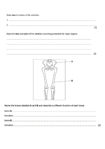 iGCSE PE: 1. A&P: Skeleton and Joints | Teaching Resources