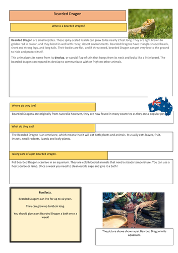 Bearded Dragon Fact File Reading Comprehension | Teaching Resources