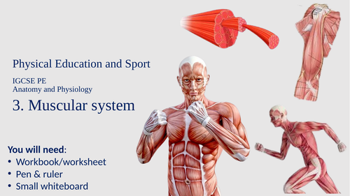 Igcse Pe 1 Aandp Muscles Teaching Resources