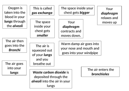 iGCSE PE: 1. A&P: Respiratory system | Teaching Resources