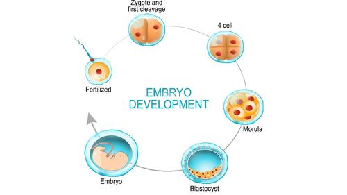 Unit 22 Genetics Health Social Care BTEC Level 3 | Teaching Resources