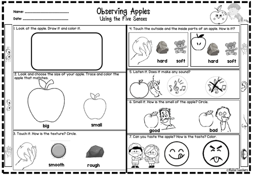 Observing Apples, Pumpkins, Rocks Using the Five Senses Worksheets ...