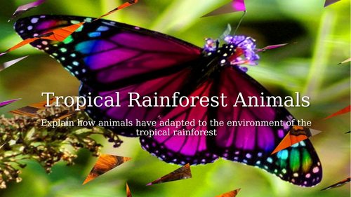 Rainforests, KS3 Geography (complete unit) | Teaching Resources