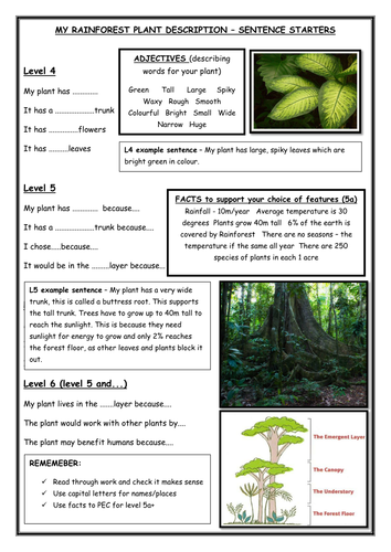 Rainforests, KS3 Geography (complete unit) | Teaching Resources