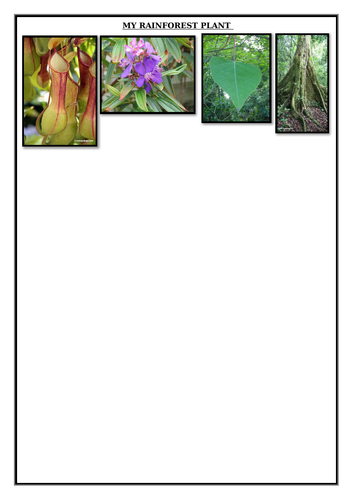 Rainforests, KS3 Geography (complete unit) | Teaching Resources