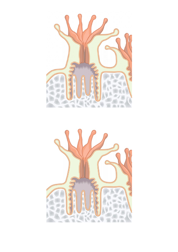 Coastal Environments, International A Level Geography, Cambridge CIE ...