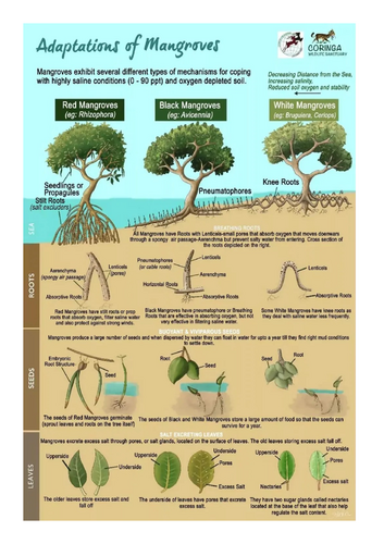 Coastal Environments, International A Level Geography, Cambridge CIE ...