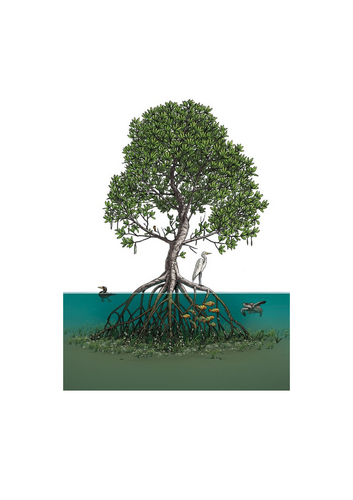 Coastal Environments, International A Level Geography, Cambridge CIE ...