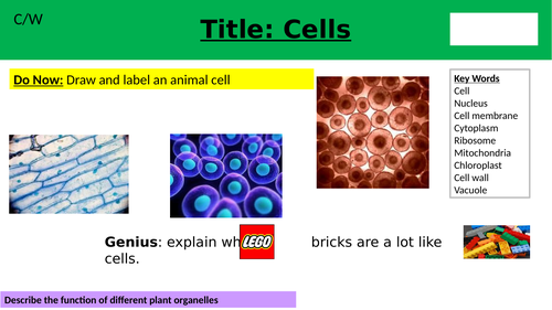 Animal and Plant Cells | Teaching Resources