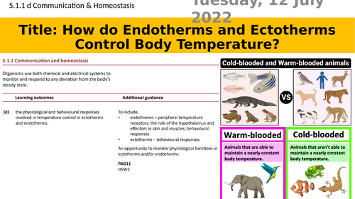 Endotherms & Ectotherms (OCR A Level Biology - 5.1.1 Communication ...