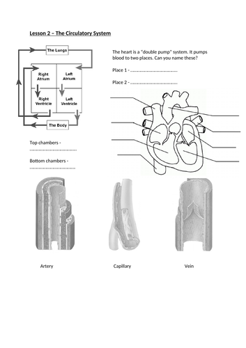 WJEC Medical Science - Unit 1.2 - Human Physiological Systems ...
