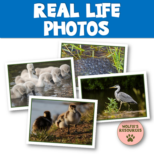 Pond Life Activities KS1 | Teaching Resources