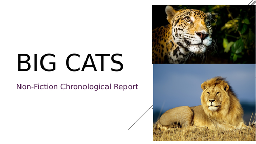 Y2 Big Cats report Considine planning | Teaching Resources