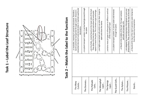 L1 2 40 2 42b Structure Of A Leaf Igcse Biology 9 1 Edexcel