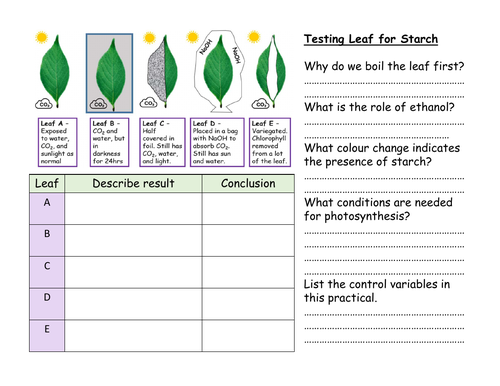 L4 - 2.23 - Testing the Leaf for Starch (IGCSE Biology 9-1 Edexcel ...