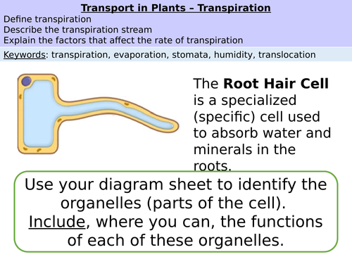L7 - 2.55B to 2.58B - Transpiration in Plants (IGCSE Biology 9-1 ...
