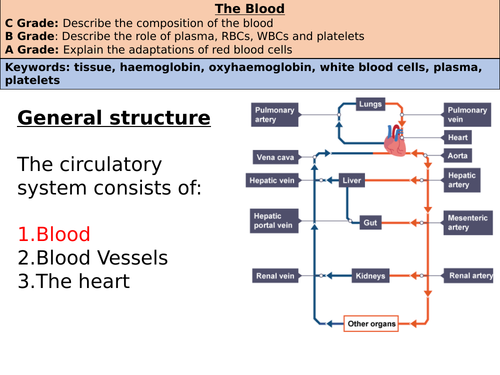 L1 - 2.59 to 2.61 - Components of Blood (IGCSE Biology 9-1 Edexcel ...