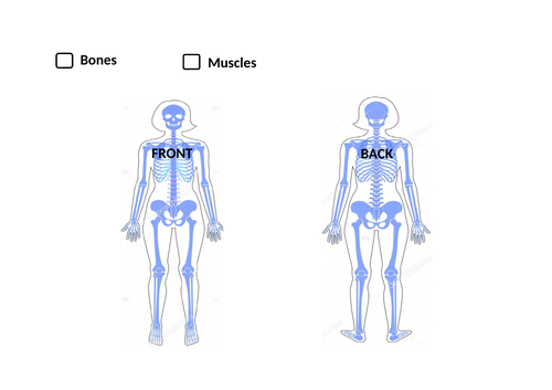 Movement and chicken wing dissection - KS3 science | Teaching Resources