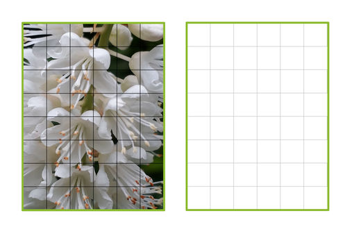 Gridded photographs of flowers for natural forms | Teaching Resources