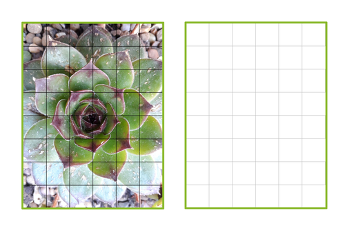 Gridded photographs of flowers for natural forms | Teaching Resources