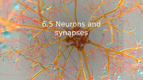 IBDP Biology 6.5 Neurons and synapses | Teaching Resources