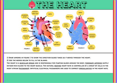 Heart worksheet -Biology - IGCSE/GCSE (PDF) | Teaching Resources