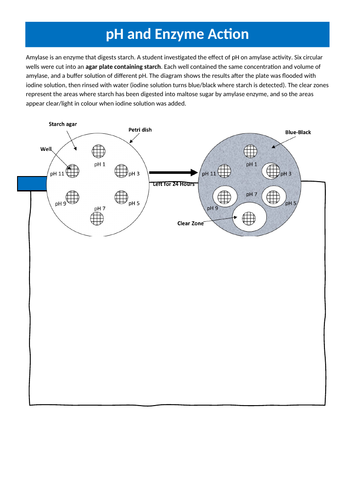 Biological Molecules - A complete set of resources for Edexcel IGCSE ...