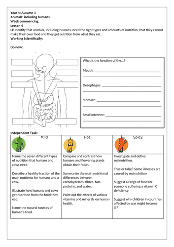 Year 4 Science Animals Unit | Teaching Resources