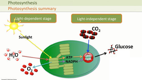AQA A-level Biology: Photosynthesis - Light Dependent Reaction ...