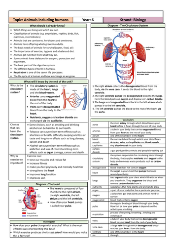 Year 6 - The Body - Full Planning and Resources | Teaching Resources