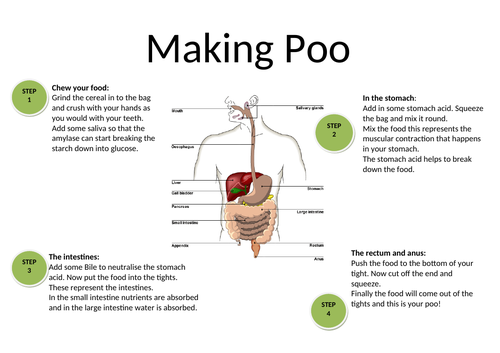 Year 4 - Teeth & Digestion - Full Planning & Resources | Teaching Resources