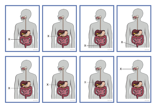 Year 4 - Teeth & Digestion - Full Planning & Resources | Teaching Resources