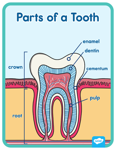Year 4 - Teeth & Digestion - Full Planning & Resources | Teaching Resources