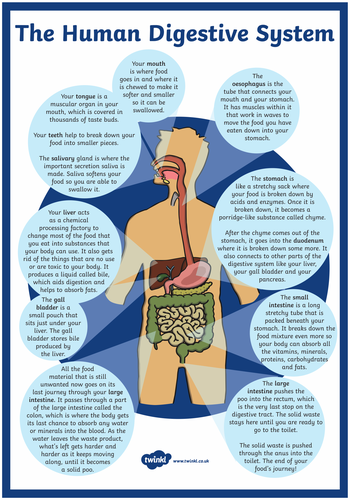 Year 4 - Teeth & Digestion - Full Planning & Resources | Teaching Resources