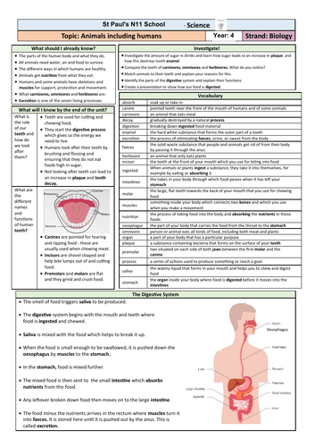 Year 4 - Teeth & Digestion - Full Planning & Resources | Teaching Resources