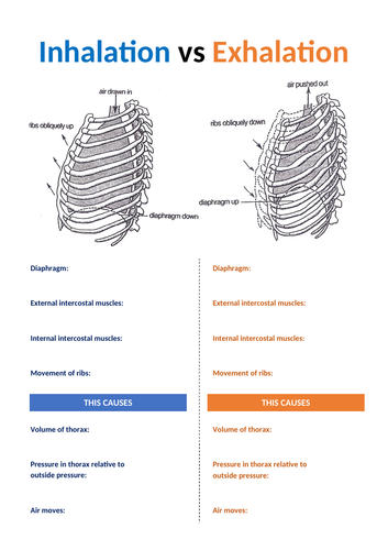 Gas Exchange - A complete set of resources for Edexcel IGCSE Biology ...