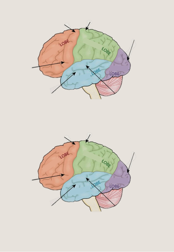 AQA GCSE Psychology: Structure and function of the brain. (Lesson 6 of ...
