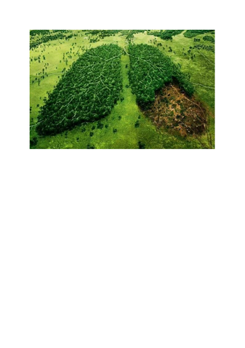 The Amazon Rainforest | Teaching Resources