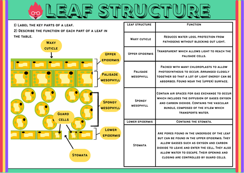 Photosynthesis-Biology - IGCSE/GCSE (PDF) | Teaching Resources